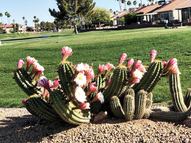 April beauty at SunBird – SunBird News