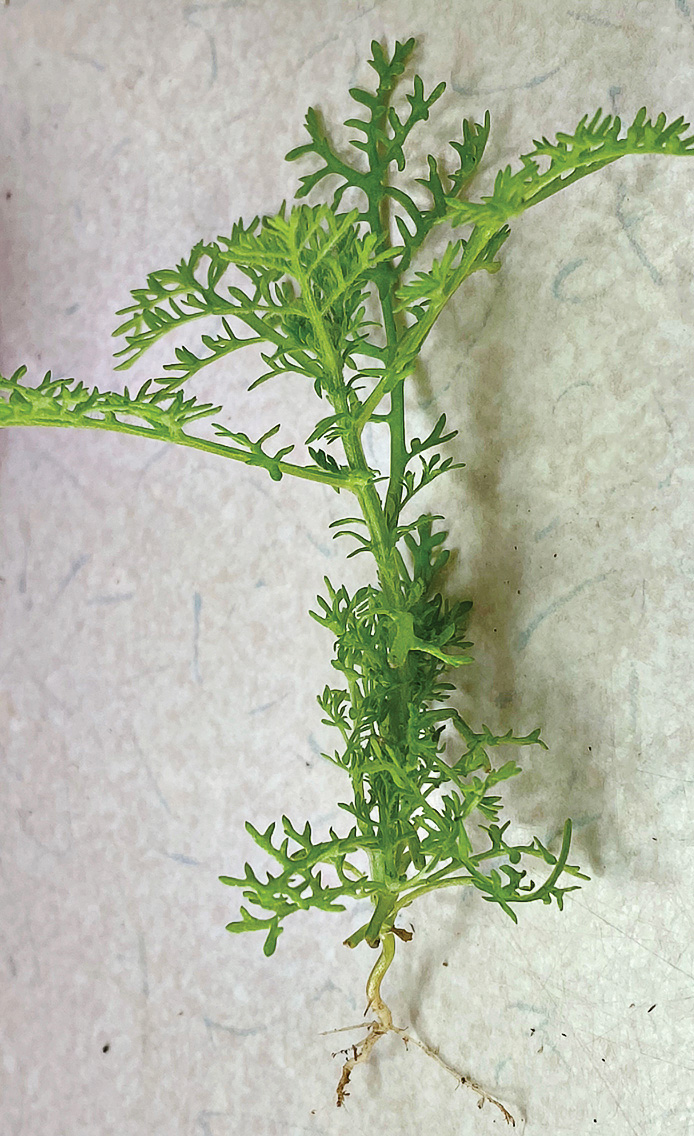 Garden Information: Invasive Stinknet Weed – SunBird News